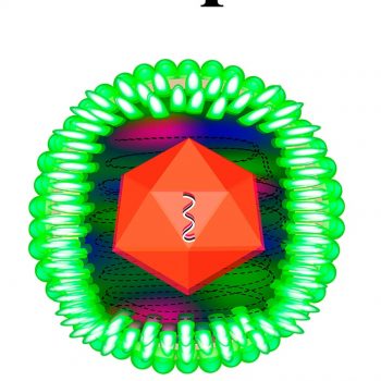 Herpes Simplex Virus (HSV) Type 2-Specific Antibodies, IgG – Test ...