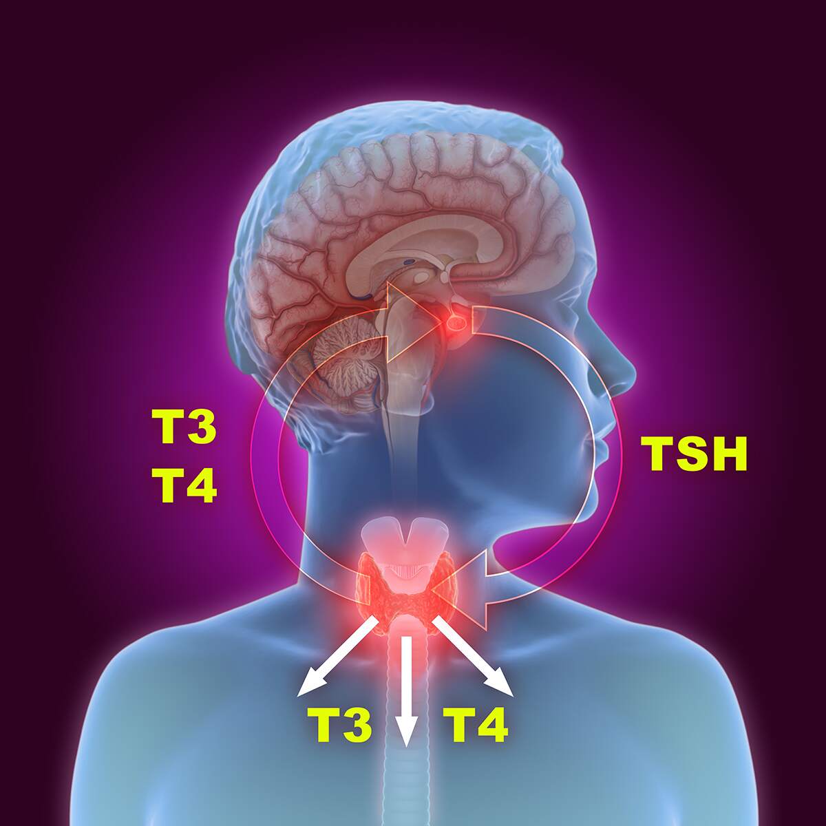 TSH Thyroid Stimulating Hormone Free T4 Test Smartly Labs TSH Thyroid Stimulating Hormone Free T4 Test Smartly Labs